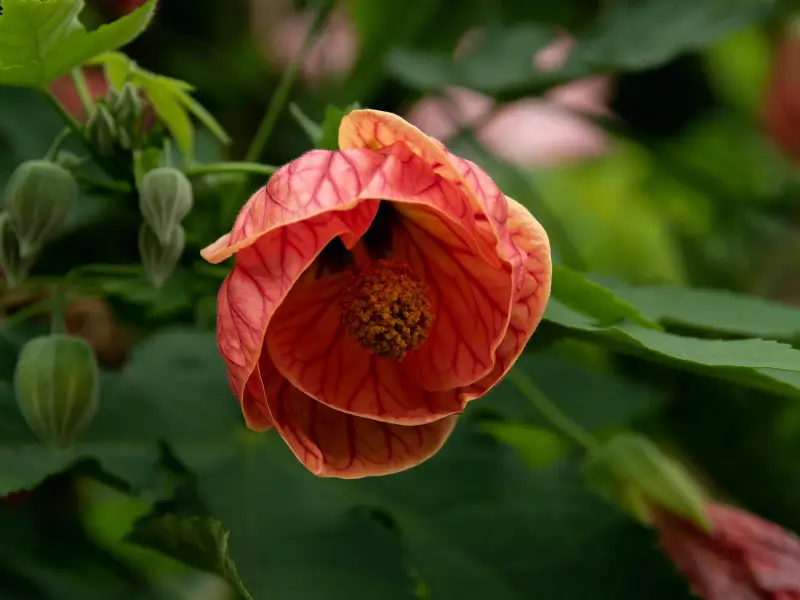 Abutilon Meaning & Symbolism | FlowersLuxe | FlowersLuxe