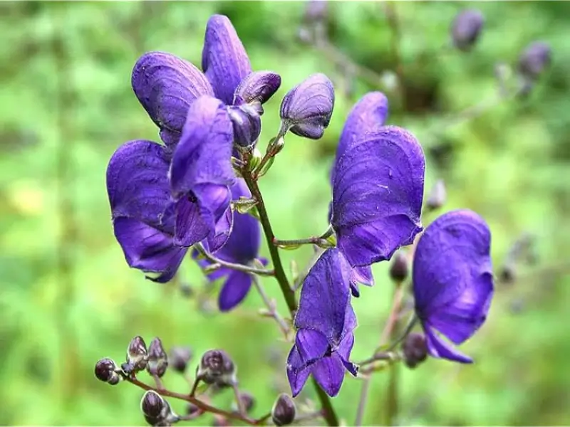 Aconitum Meaning & Symbolism | FlowersLuxe | FlowersLuxe