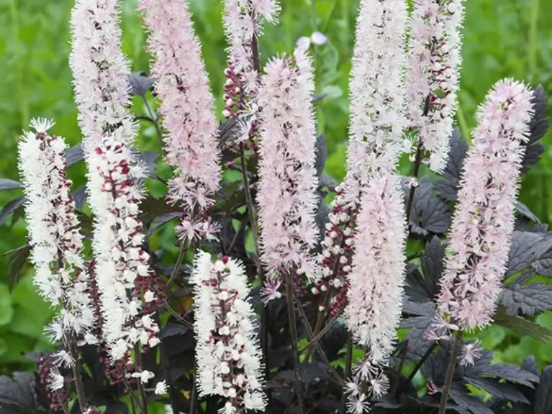 Actaea Meaning & Symbolism | FlowersLuxe | FlowersLuxe