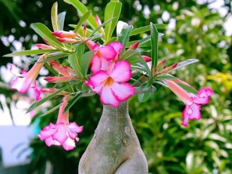 Adenium Meaning & Symbolism | FlowersLuxe | FlowersLuxe