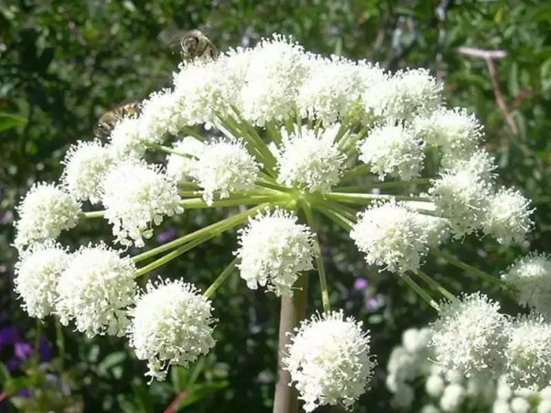 Angelica Flower Meaning & Symbolism | FlowersLuxe | FlowersLuxe