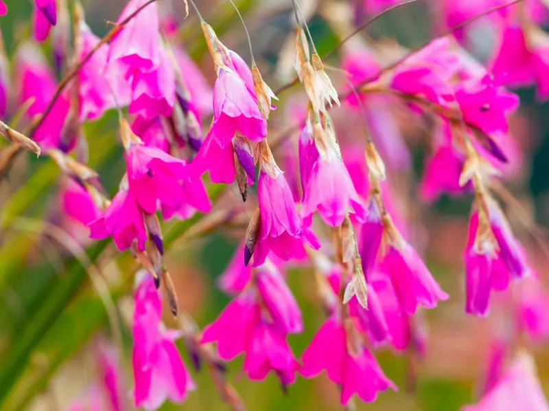 Dierama Meaning & Symbolism | FlowersLuxe | FlowersLuxe