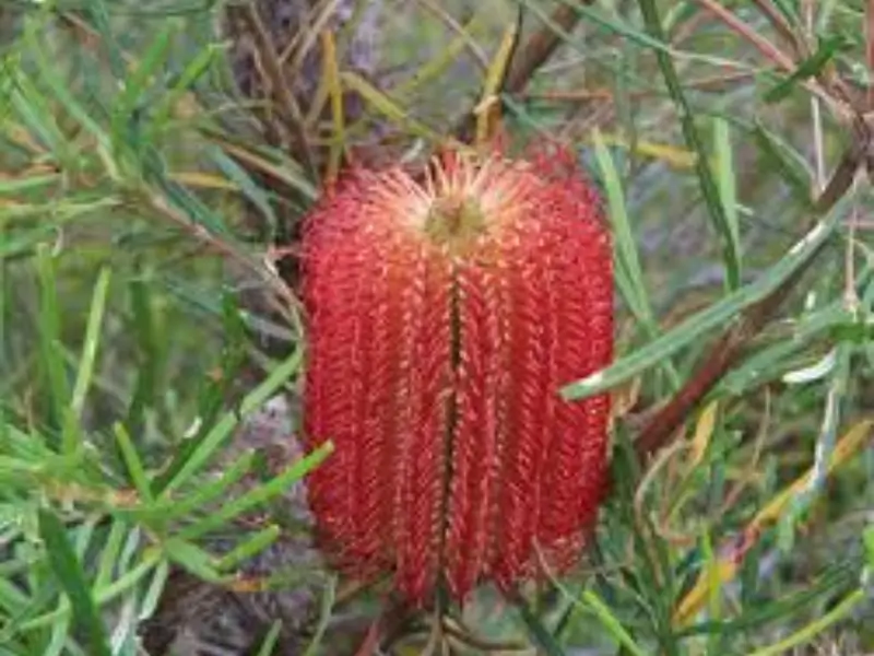 Banksia Meaning & Symbolism | FlowersLuxe | FlowersLuxe