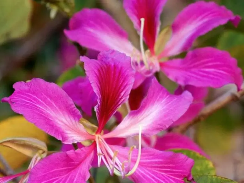 Bauhinia Meaning & Symbolism | FlowersLuxe | FlowersLuxe