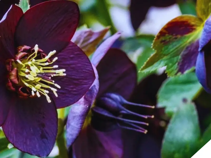 Black Hellebore Meaning & Symbolism | FlowersLuxe | FlowersLuxe