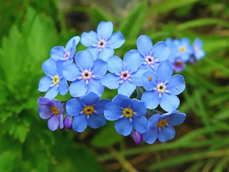 Blue Alpine Forget-Me-Not Meaning & Symbolism | FlowersLuxe | FlowersLuxe