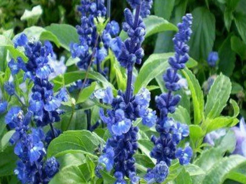 Blue Sage Flower Meaning & Symbolism | FlowersLuxe | FlowersLuxe