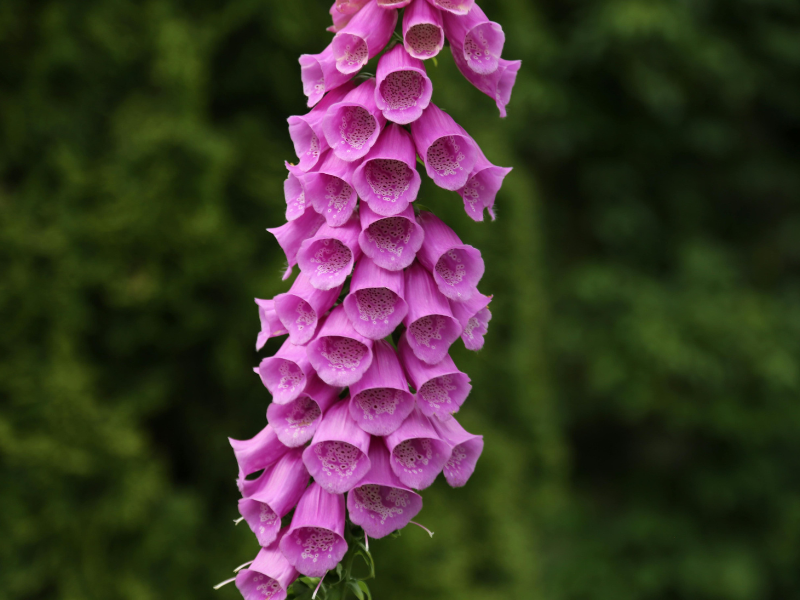 Bluebell Meaning & Symbolism | FlowersLuxe | FlowersLuxe