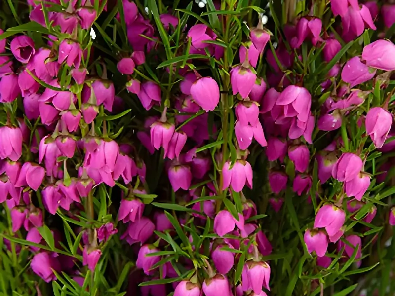Boronia Meaning & Symbolism | FlowersLuxe | FlowersLuxe