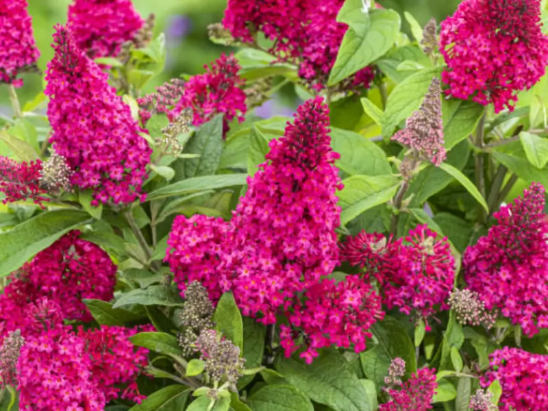 Buddleja Meaning & Symbolism | FlowersLuxe | FlowersLuxe