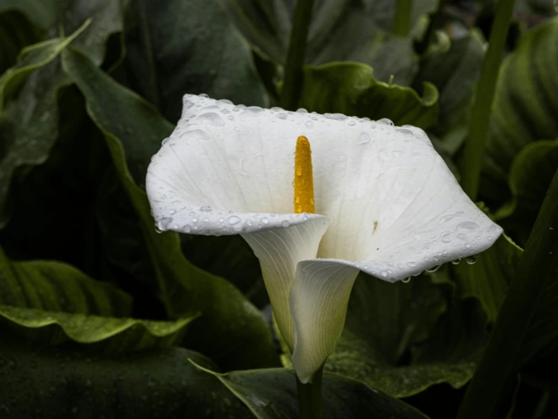 Calla Lily Meaning & Symbolism | FlowersLuxe | FlowersLuxe