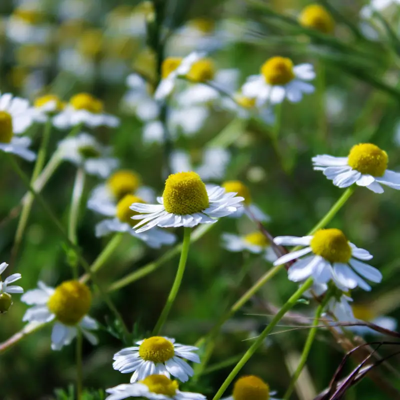 Camomile Meaning & Symbolism | FlowersLuxe | FlowersLuxe