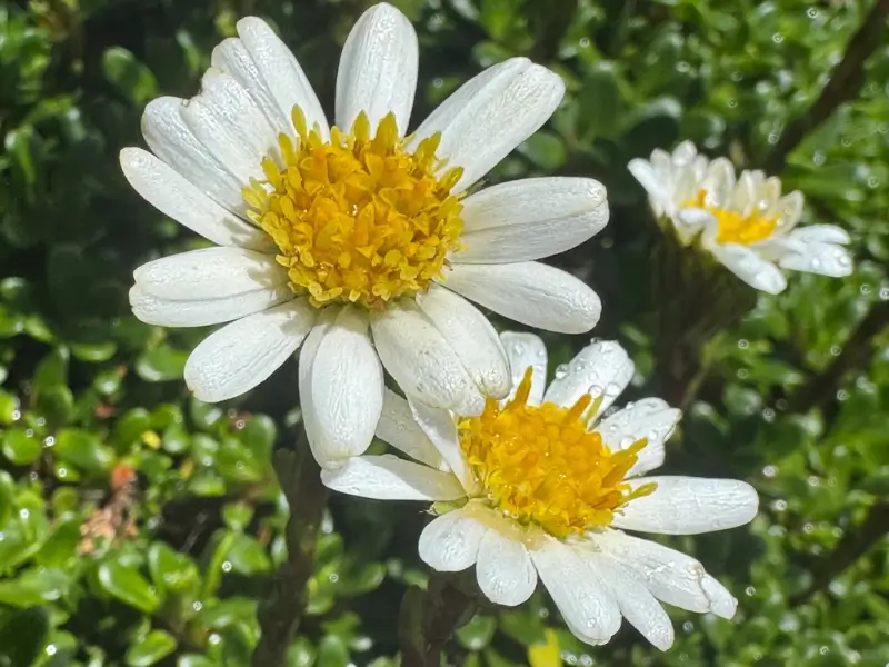 Celmisia Meaning & Symbolism | FlowersLuxe | FlowersLuxe