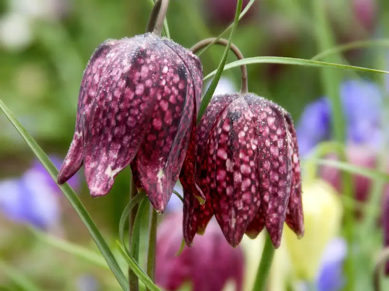 Checkered Lily Meaning & Symbolism | FlowersLuxe | FlowersLuxe