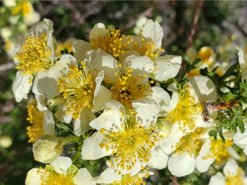 Cliff Rose Flower Meaning & Symbolism | FlowersLuxe | FlowersLuxe