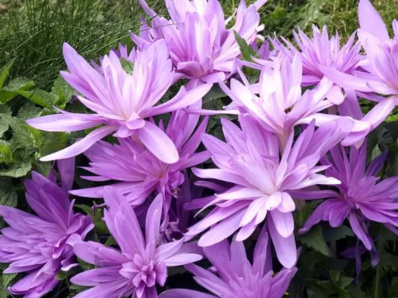 Colchicum Meaning & Symbolism | FlowersLuxe | FlowersLuxe