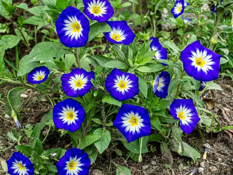 Convolvulus Meaning & Symbolism | FlowersLuxe | FlowersLuxe