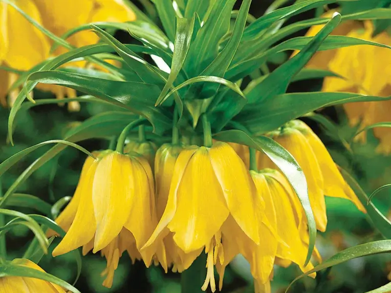 Crown Imperial Meaning & Symbolism | FlowersLuxe | FlowersLuxe