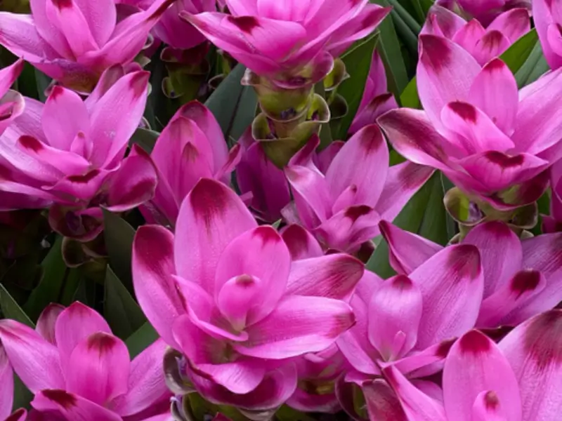 Curcuma Meaning & Symbolism | FlowersLuxe | FlowersLuxe