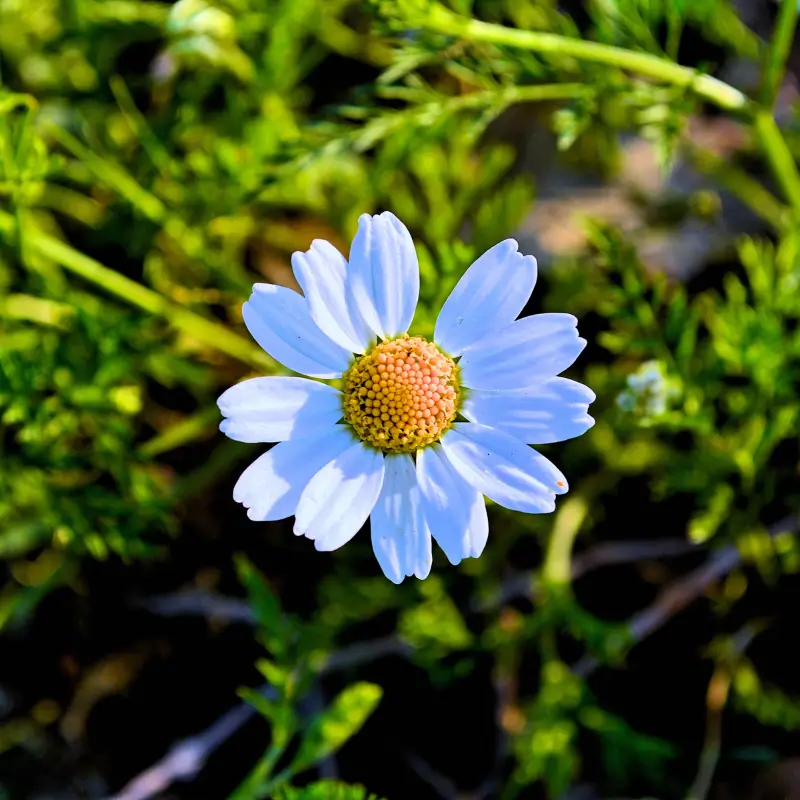 Daisy Meaning & Symbolism | FlowersLuxe | FlowersLuxe