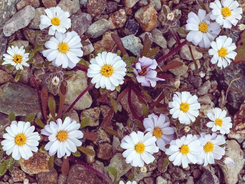 Desert Star Flower Meaning & Symbolism | FlowersLuxe | FlowersLuxe
