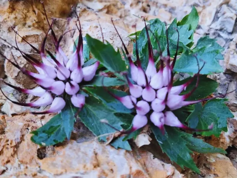 Devil's Claw Flower Meaning & Symbolism | FlowersLuxe | FlowersLuxe