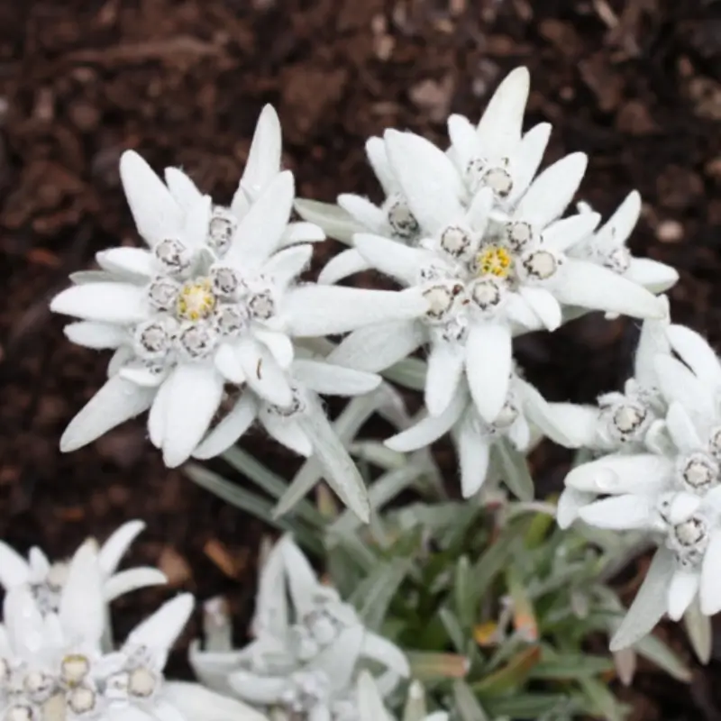 Edelweiss Meaning & Symbolism | FlowersLuxe | FlowersLuxe