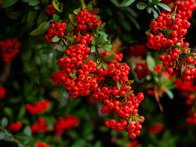 Berry Clusters (Elderberry) Meaning & Symbolism | FlowersLuxe | FlowersLuxe