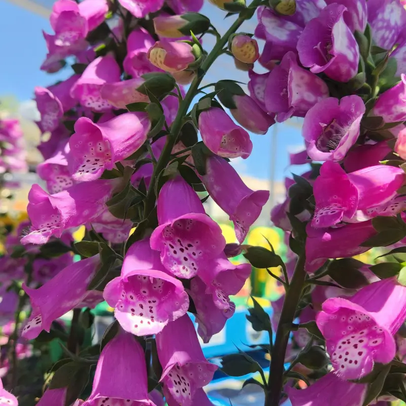 Foxglove Meaning & Symbolism | FlowersLuxe | FlowersLuxe