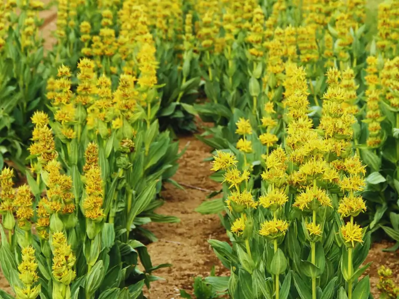 Golden Alpine Gentian Meaning & Symbolism | FlowersLuxe | FlowersLuxe
