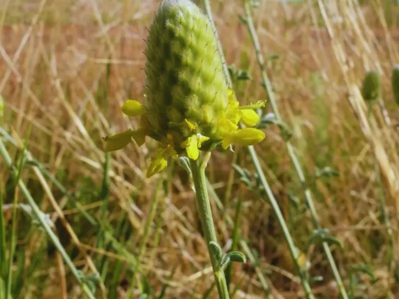 Golden Prairie Clover Meaning & Symbolism | FlowersLuxe | FlowersLuxe