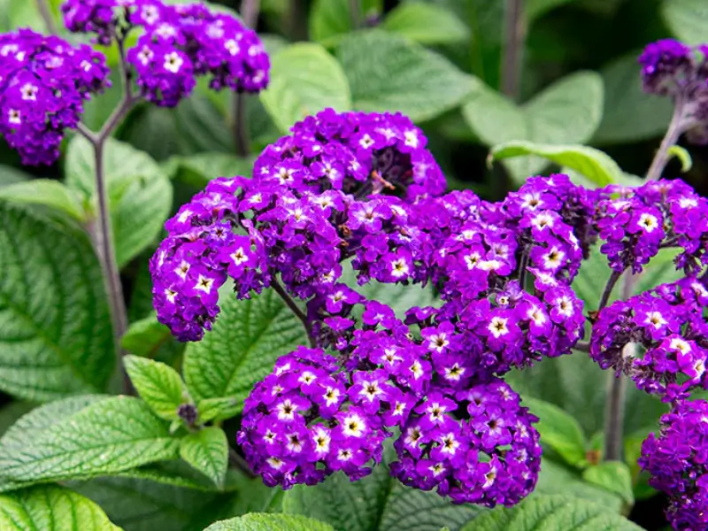 Heliotrope Meaning & Symbolism | FlowersLuxe | FlowersLuxe