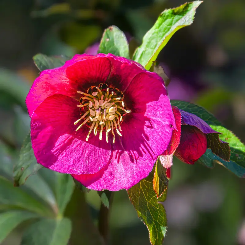 Hellebore Meaning & Symbolism | FlowersLuxe | FlowersLuxe