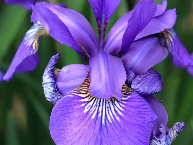 Iris Meaning & Symbolism | FlowersLuxe | FlowersLuxe