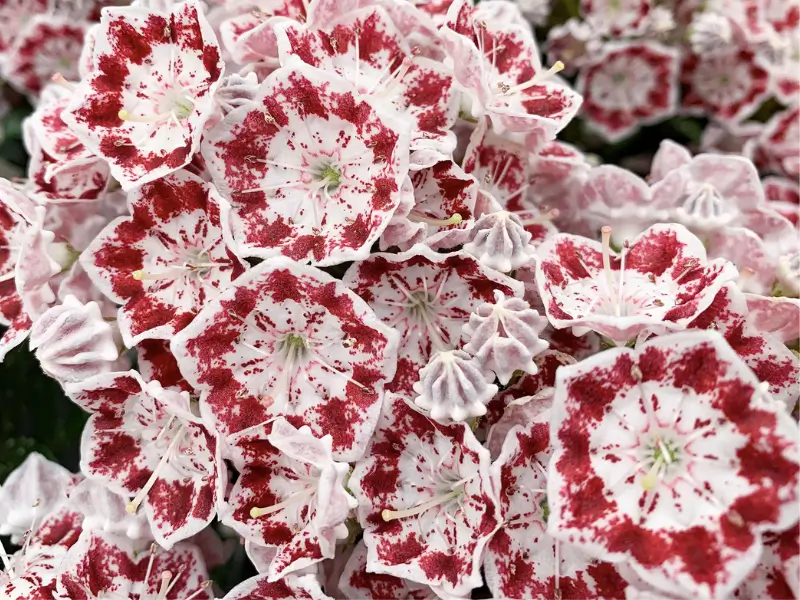 Kalmia Meaning & Symbolism | FlowersLuxe | FlowersLuxe