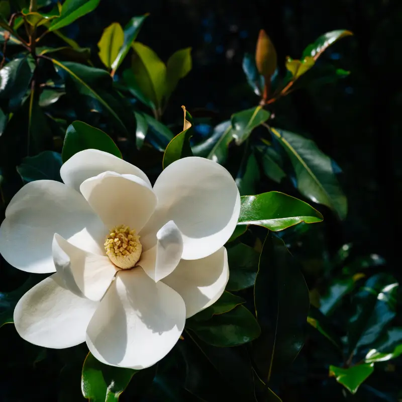 Magnolia Meaning & Symbolism | FlowersLuxe | FlowersLuxe