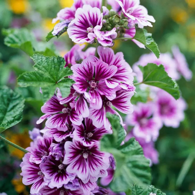 Mallow Meaning & Symbolism | FlowersLuxe | FlowersLuxe