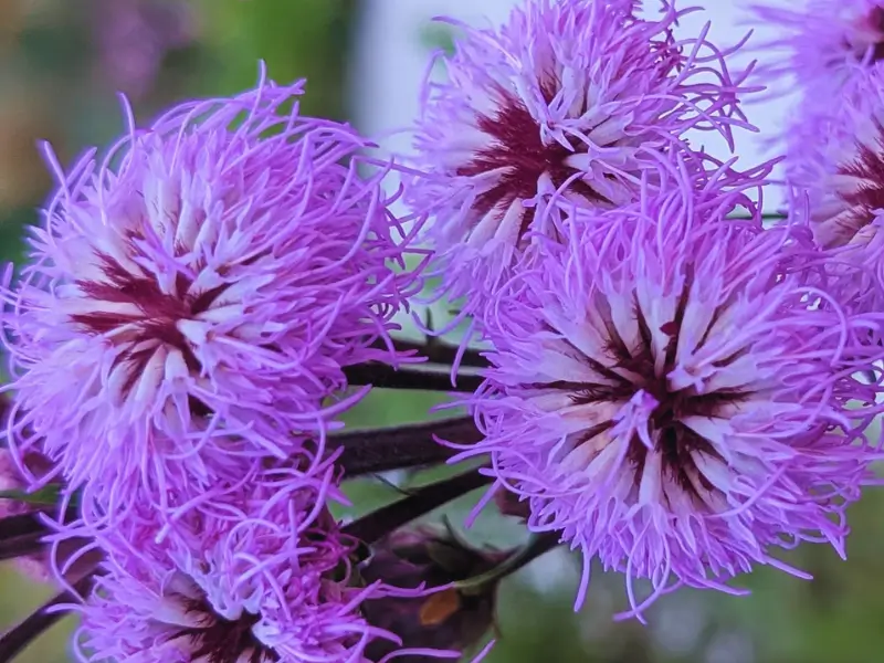 Mountain Blazing Star Meaning & Symbolism | FlowersLuxe | FlowersLuxe