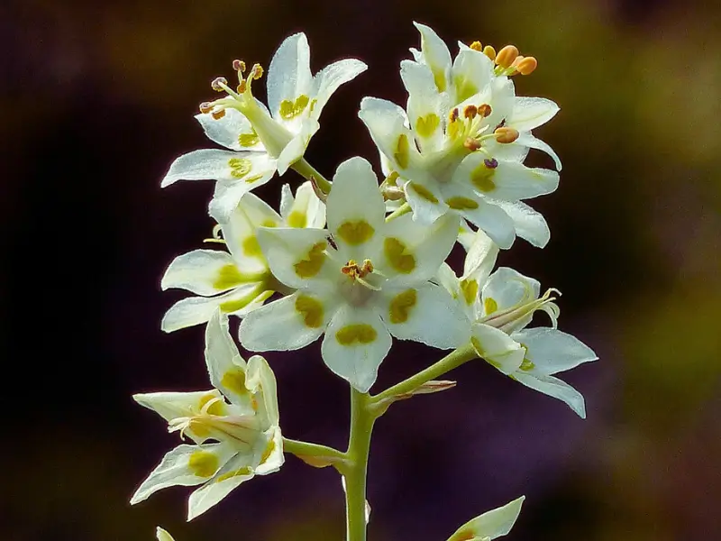 Mountain Death Camas Meaning & Symbolism | FlowersLuxe | FlowersLuxe
