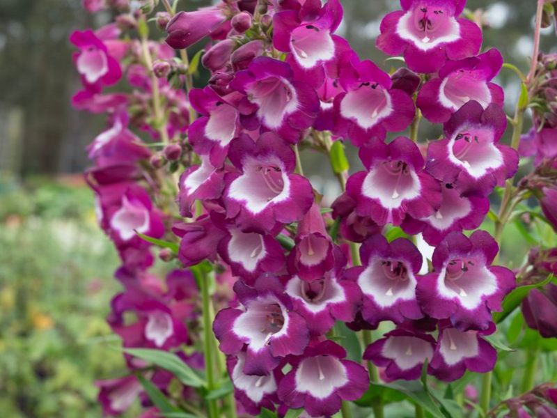 Penstemon Meaning & Symbolism | FlowersLuxe | FlowersLuxe