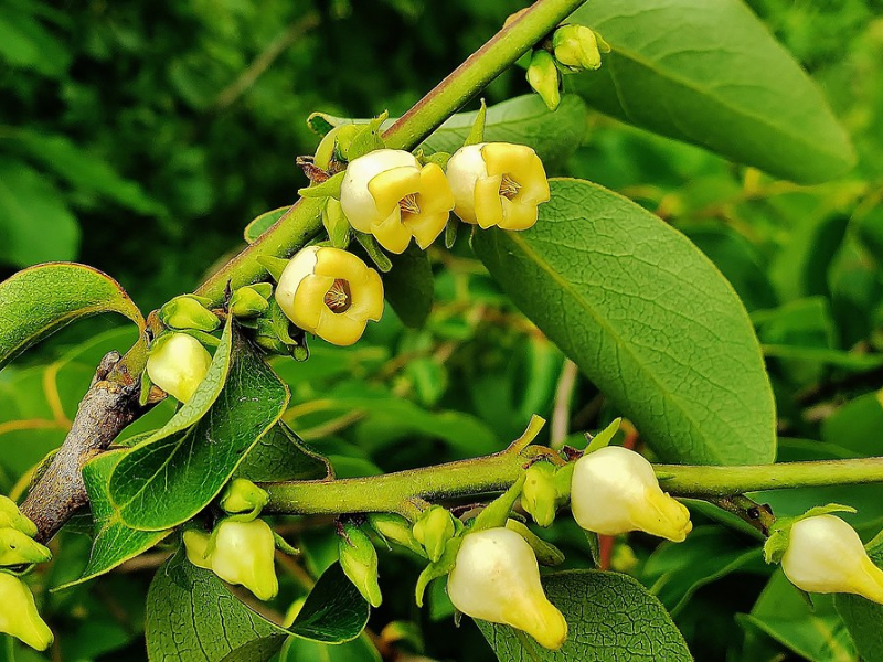 Persimmon Blossom Meaning & Symbolism | FlowersLuxe | FlowersLuxe