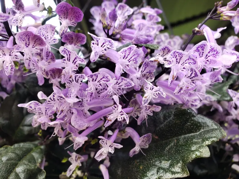Plectranthus Mona Lavender Meaning & Symbolism | FlowersLuxe | FlowersLuxe