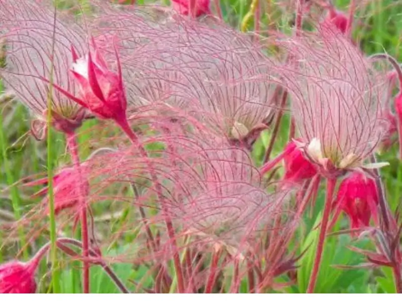 Prairie Smoke Meaning & Symbolism | FlowersLuxe | FlowersLuxe