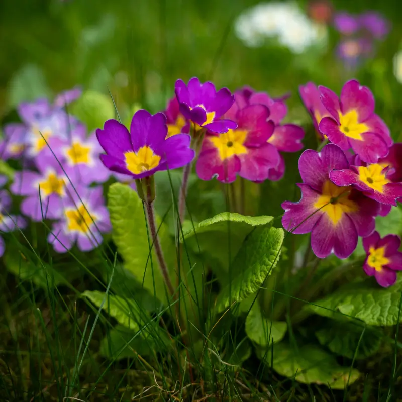 Primrose Meaning & Symbolism | FlowersLuxe | FlowersLuxe