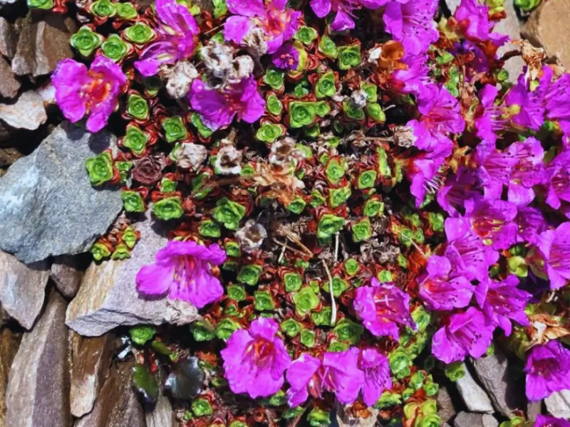 Purple Alpine Saxifrage Meaning & Symbolism | FlowersLuxe | FlowersLuxe