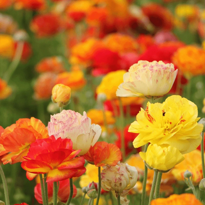 Ranunculus Meaning & Symbolism | FlowersLuxe | FlowersLuxe