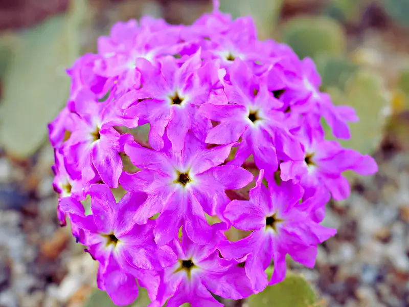 Sand Verbena Meaning & Symbolism | FlowersLuxe | FlowersLuxe