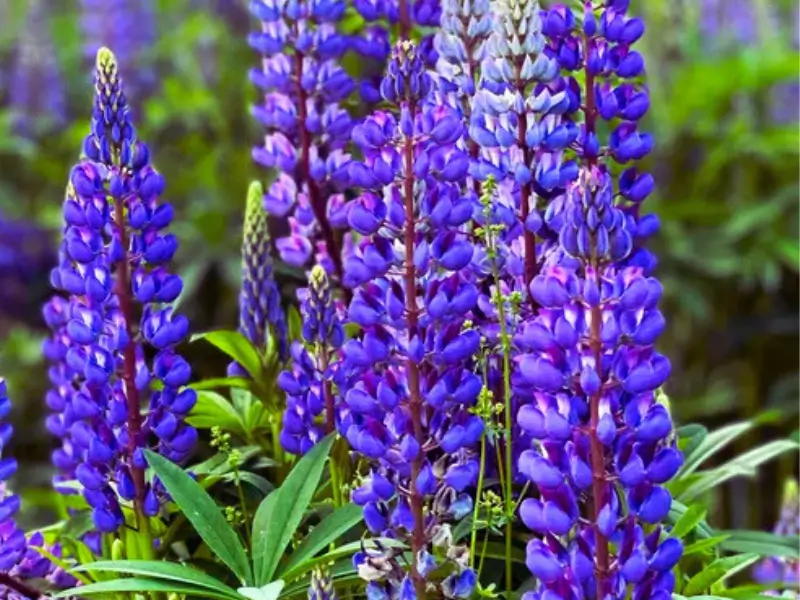 Sky Lupine Meaning & Symbolism | FlowersLuxe | FlowersLuxe