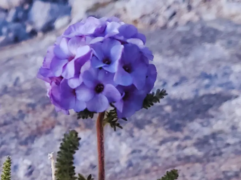 Sky Pilot Flower Meaning & Symbolism | FlowersLuxe | FlowersLuxe