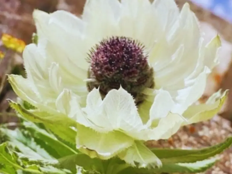 Snow Lotus Meaning & Symbolism | FlowersLuxe | FlowersLuxe